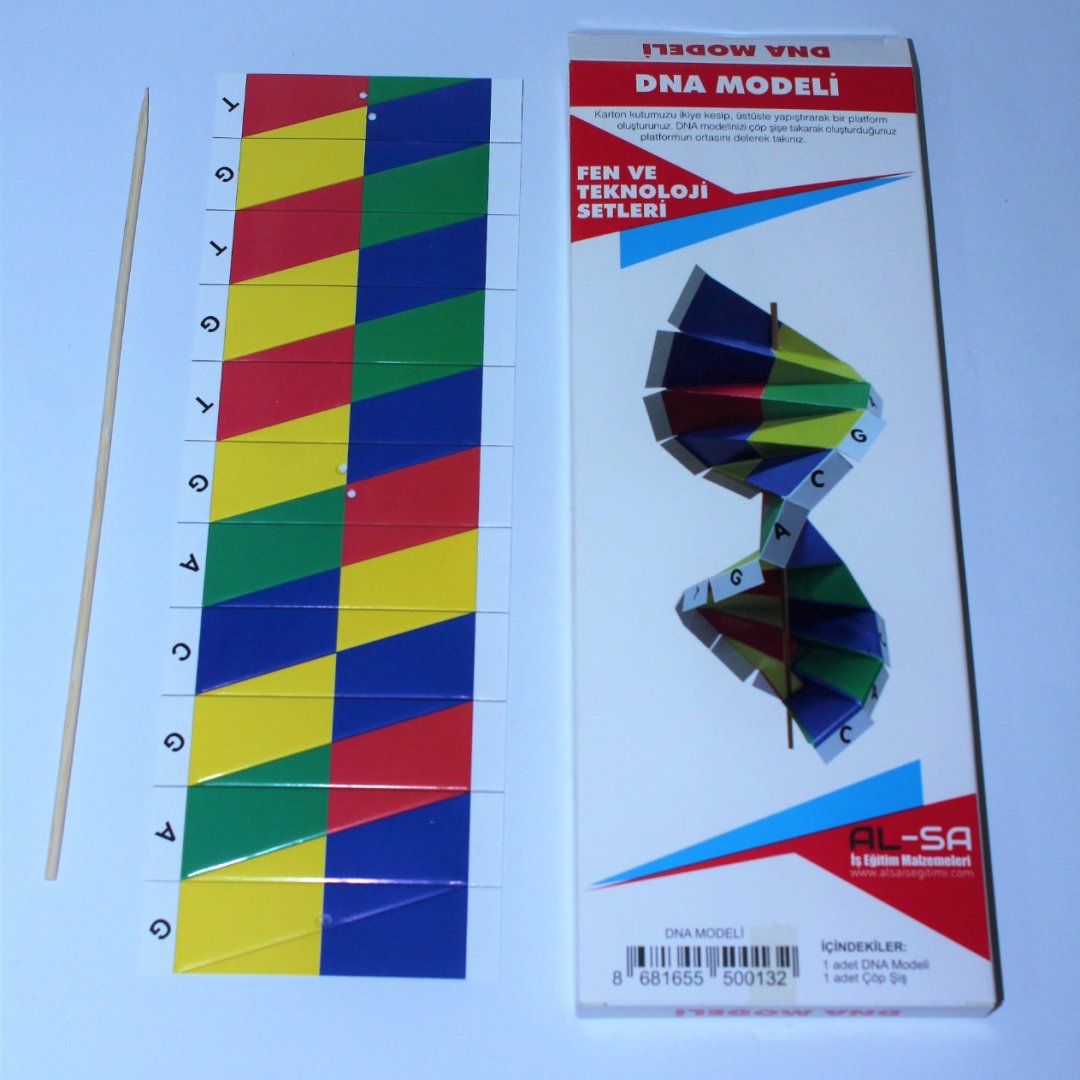 DNA Modeli - ALSA İş Eğitim Malzemeleri
